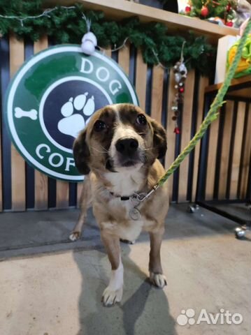 Собачка ищет дом