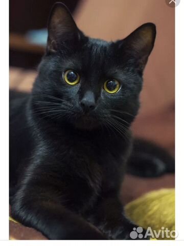 Чёрная кошка Анфиса возраст до 1 года