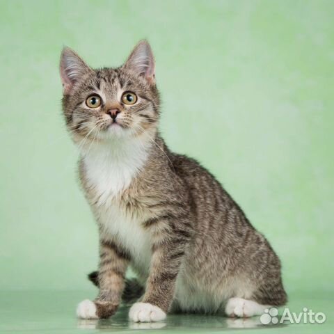 Ладушка- ласковый ручной котенок девочка в дар