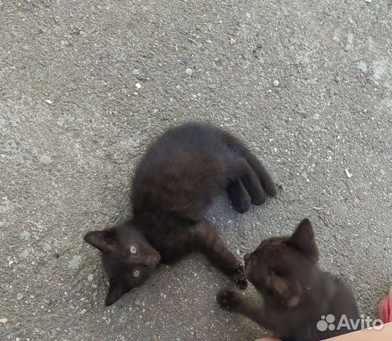 Котята в добрые руки бесплатно
