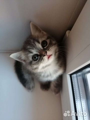 Шотландская прямоухая кошка
