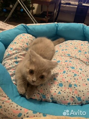 Шотландская прямоухая кошка