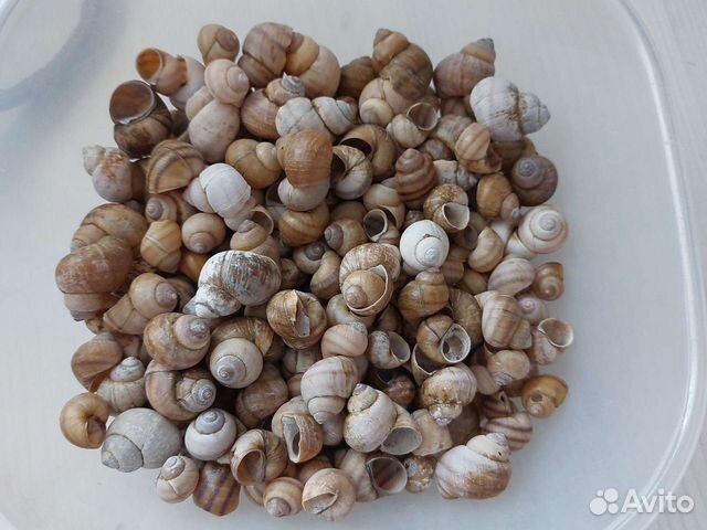 Речная ракушка