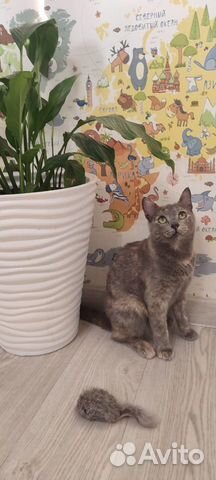 Красивая кошечка