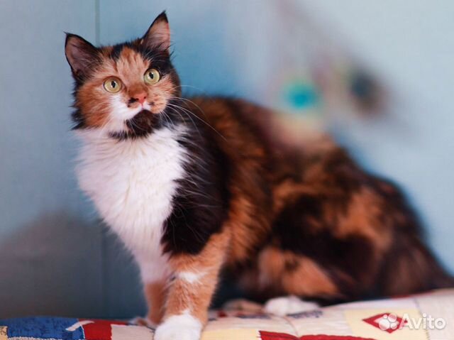 Красавица, молоденькая Кошка