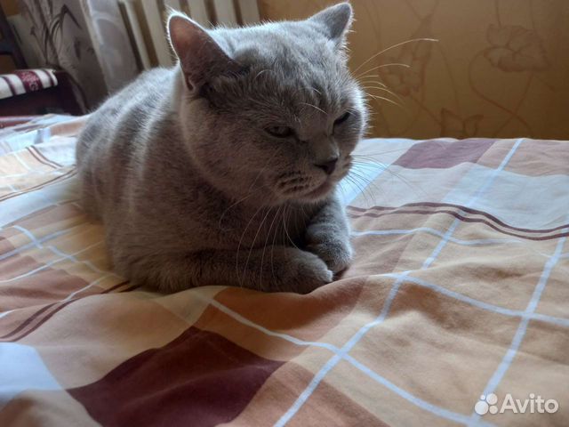 Шотландская прямоухая кошка