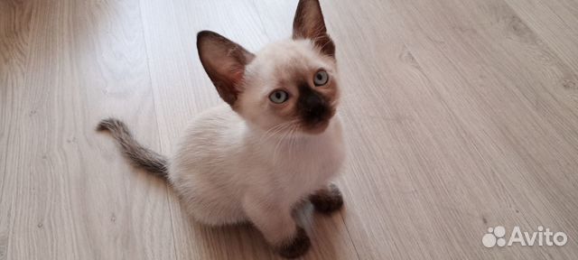 Тайские котята - мальчики