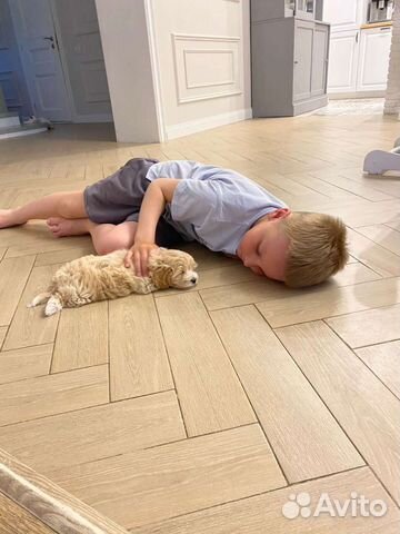 Мальтипу F1 Premium love