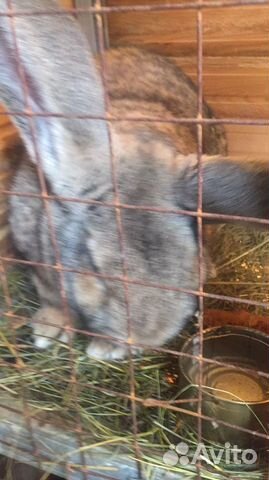 Кролики мясных пород