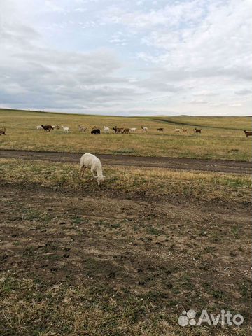 Овцы и козы