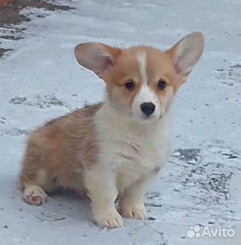 Щенок вельш корги пемброк
