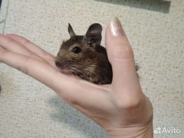 Малыш Дегу