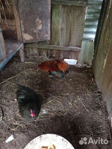 Куры несушки