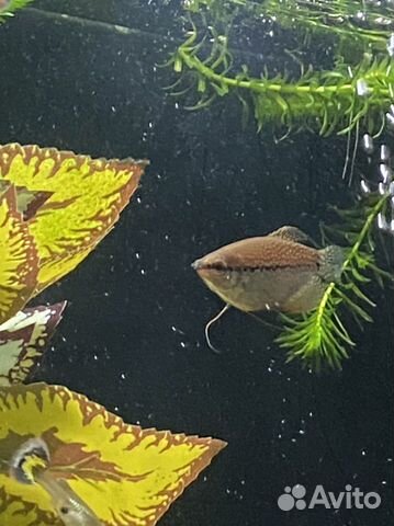 Рыбы, гурами