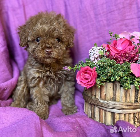 Мальтипу - той пудель