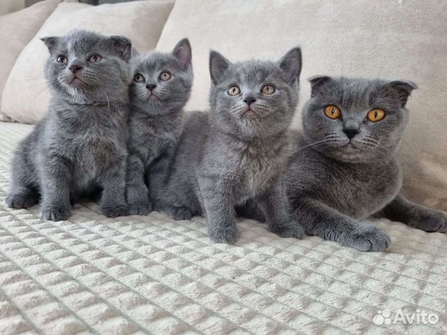 Британские котята