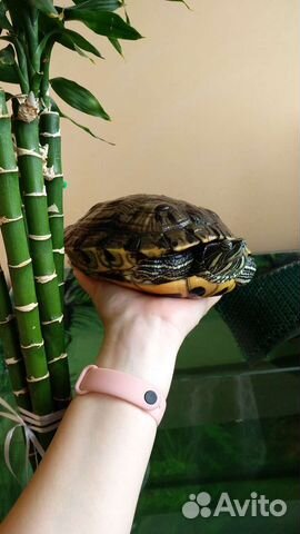 Красноухая черепаха с аквариумом и ведром корма