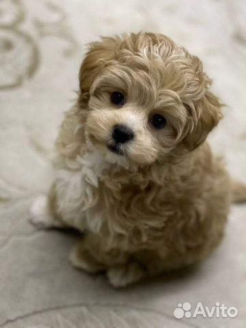 Мальтипу f1 mini