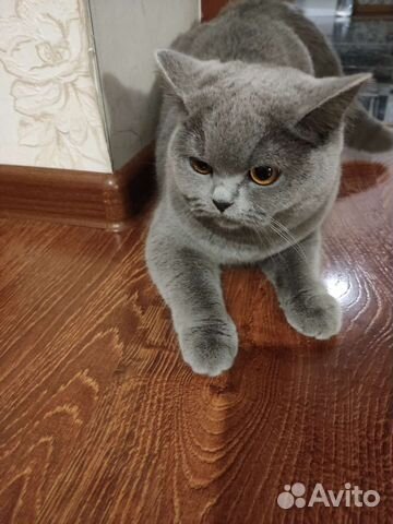 Ищем кота (британца) для вязки