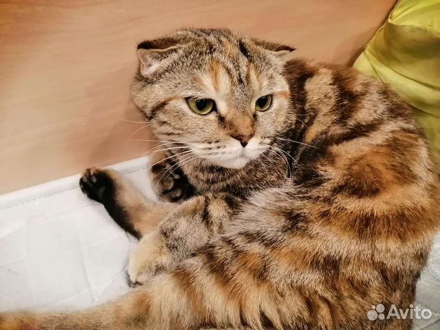 Кошка шотландская вислоухая