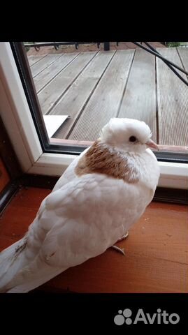 Пародистый голубь