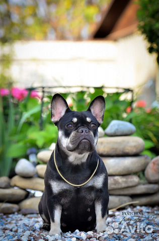 Шоколадная девочка 14.01.2020