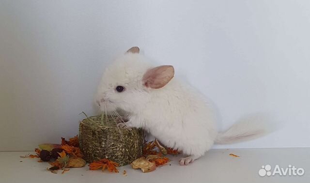 Шиншилленок девочка бело-розовая 2 мес