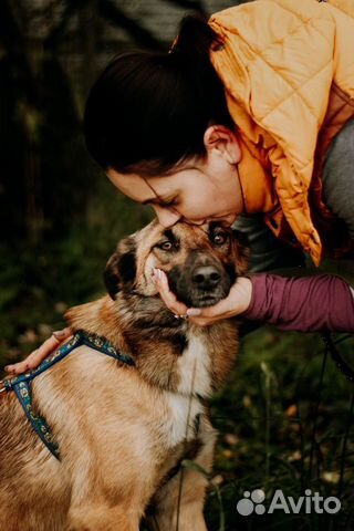 Роза, красивая добрая собачка в дар