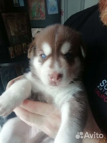 Щенки хаски