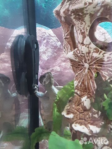 Мускусная черепаха