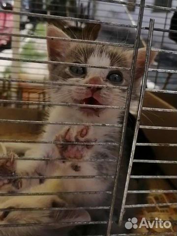 Спасите котят и щенят