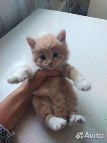 Рыжий котенок