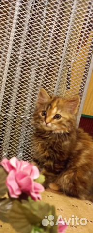 Норвежский котенок девочка черепаховой окраски