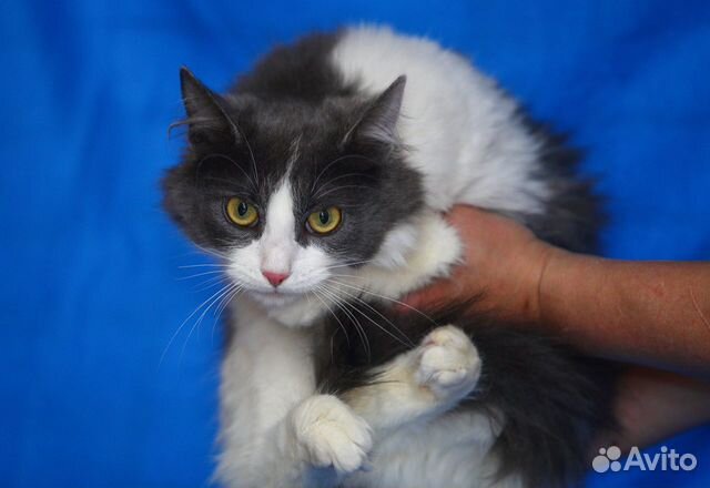 Красавец в поиске доброго дома, котик из приюта