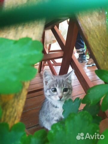 Кошка в дар бесплатно