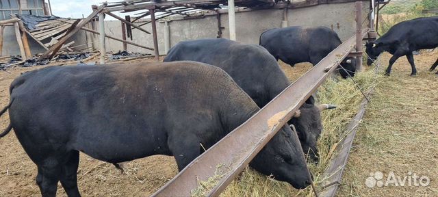 Быки на племя/мясо