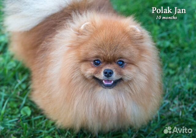 Померанский шпиц мальчик