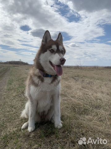 Сибирский хаски