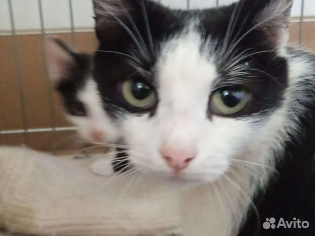 Добрая кошечка ищет дом