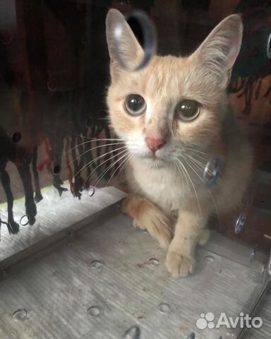 Кошка под выпуск на улицу после стерилизации