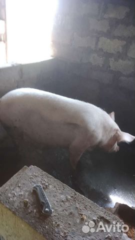 Свиноматка