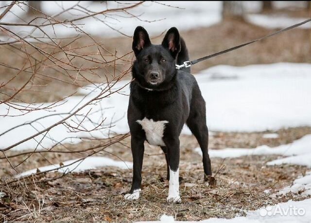 Миниатюрная лаечка Жуля в добрые руки