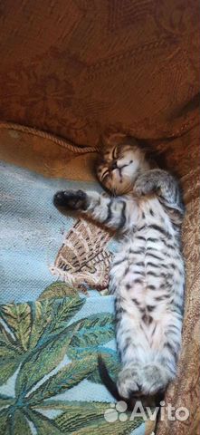 Хрупкий нежный котенок