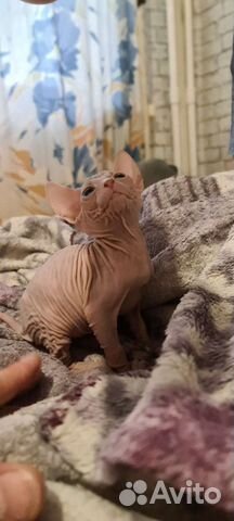 Канадский сфинкс котенок