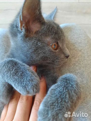 Британские котята
