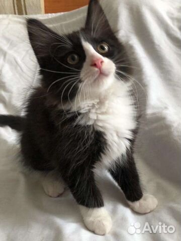 Котенок Феликс