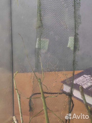 Аннамские палочники