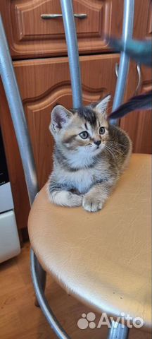 Милейшие создания