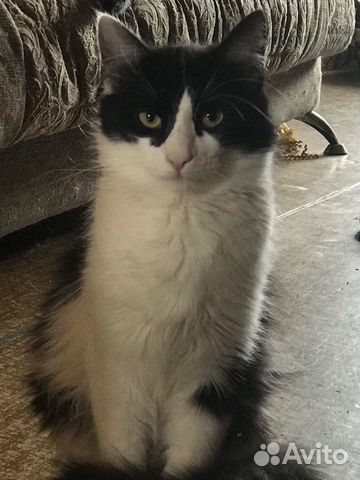 Котик в дар