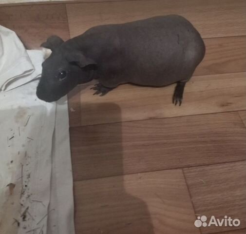 Морская свинка скинни